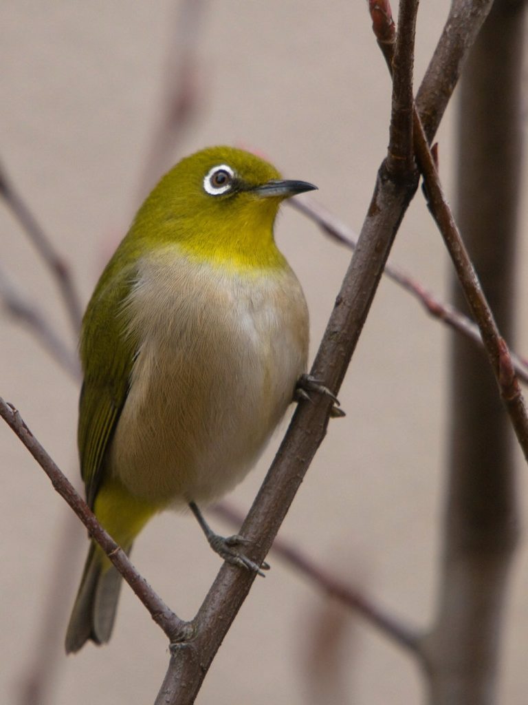 「平和と命」Peace and Life | 大川印刷代表ブログ